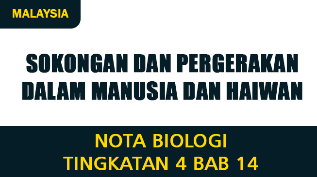 Nota Biologi Tingkatan 4 Bab 14 (Sokongan dan Pergerakan dalam Manusia dan Haiwan) - Wislah.com ...