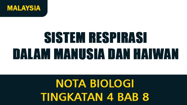 Nota Biologi Tingkatan 4 Bab 8 (Sistem Respirasi dalam Manusia dan ...
